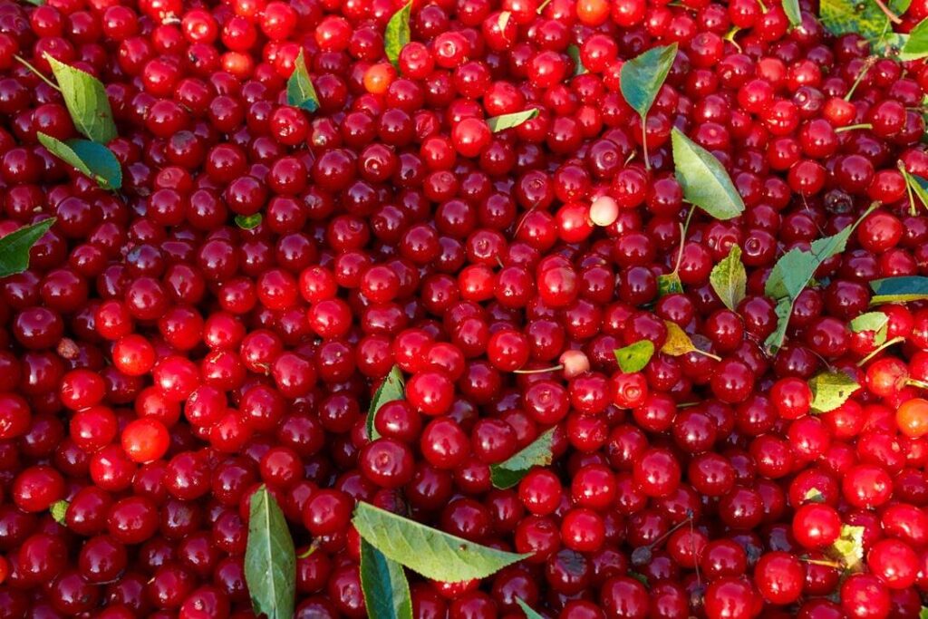 Seaquist Orchards Farm Market - Sister Bay Door County