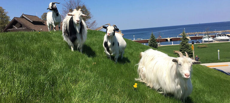 Al Johnson’s Swedish Restaurant - Sister Bay Door County